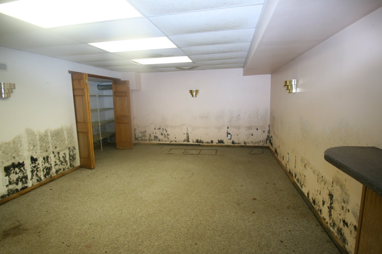 What is Mold?