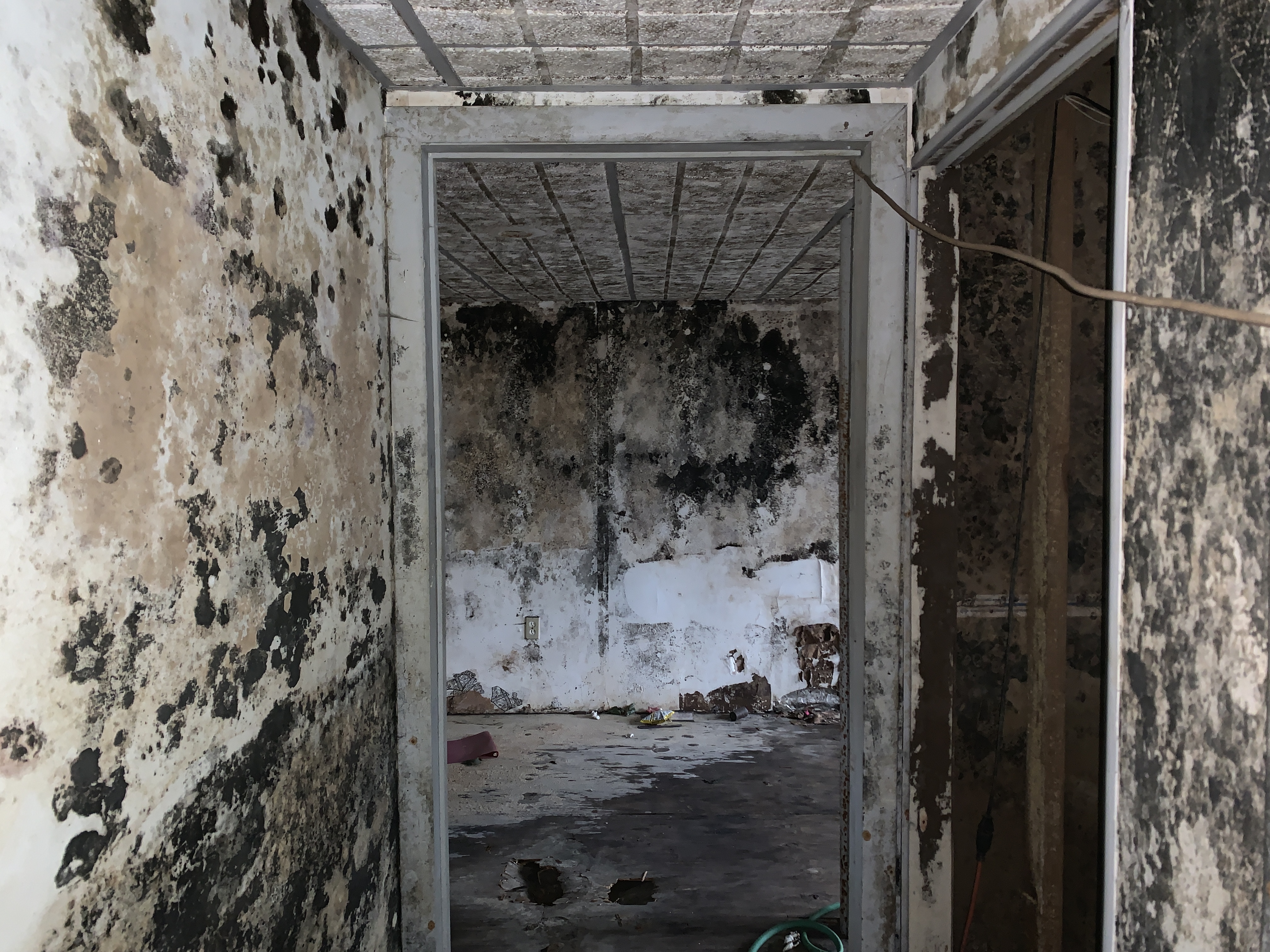 Black Mold