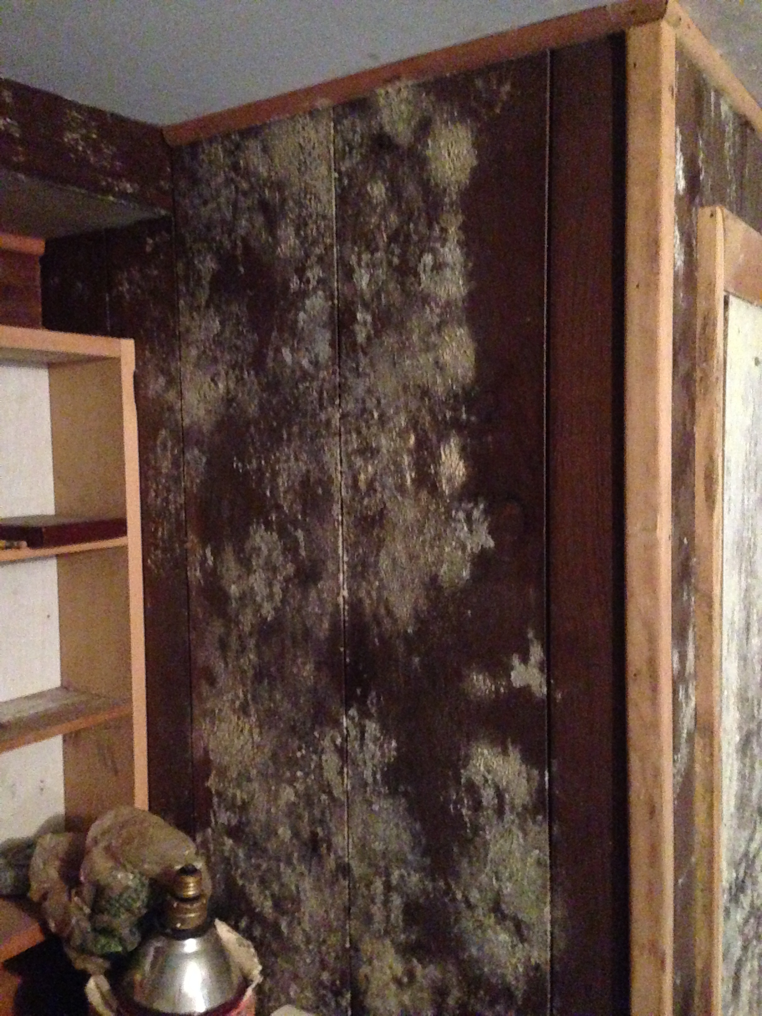 Black Mold? Mold comes in many different colors...not just black.