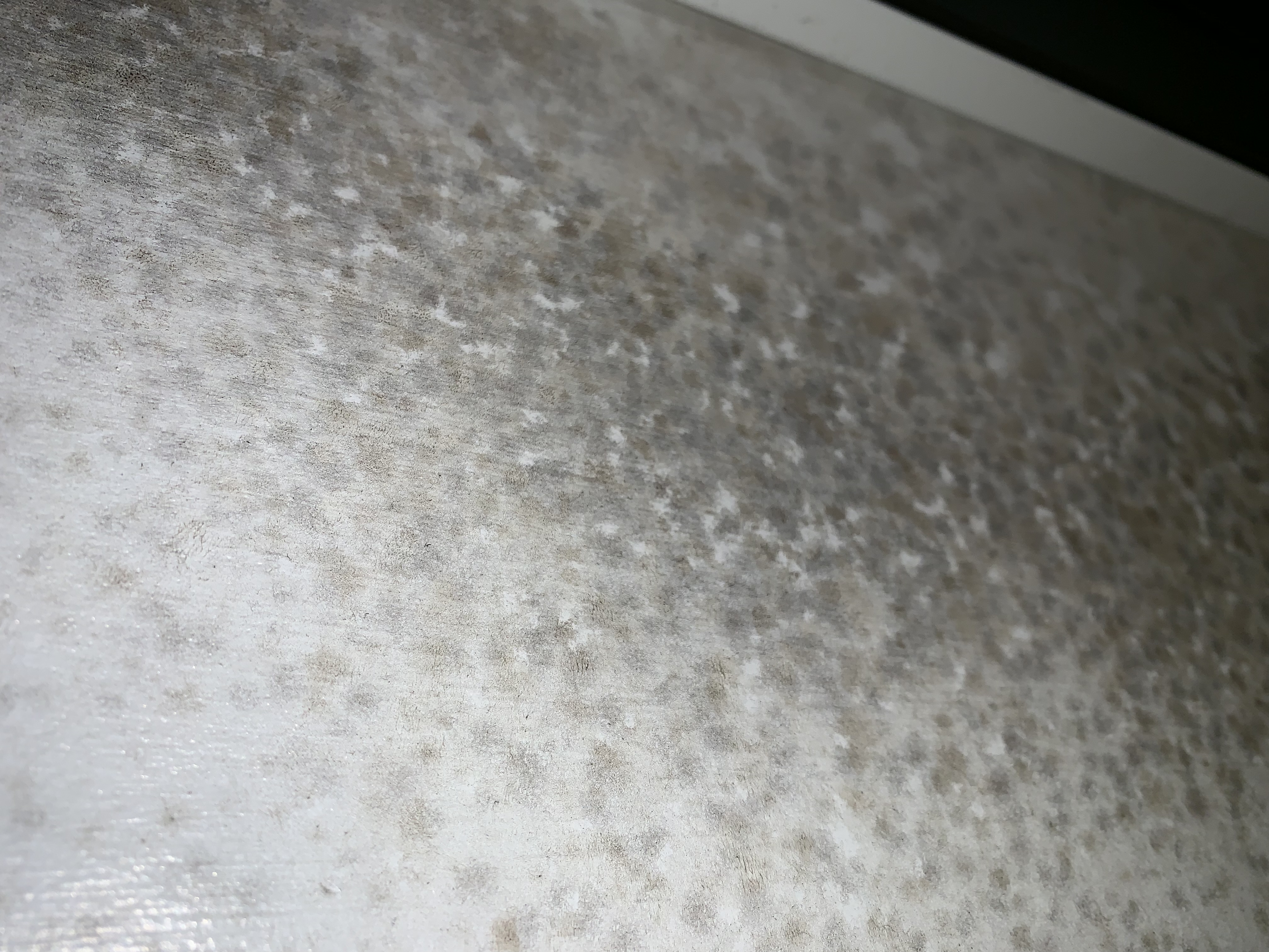 Mold Myths