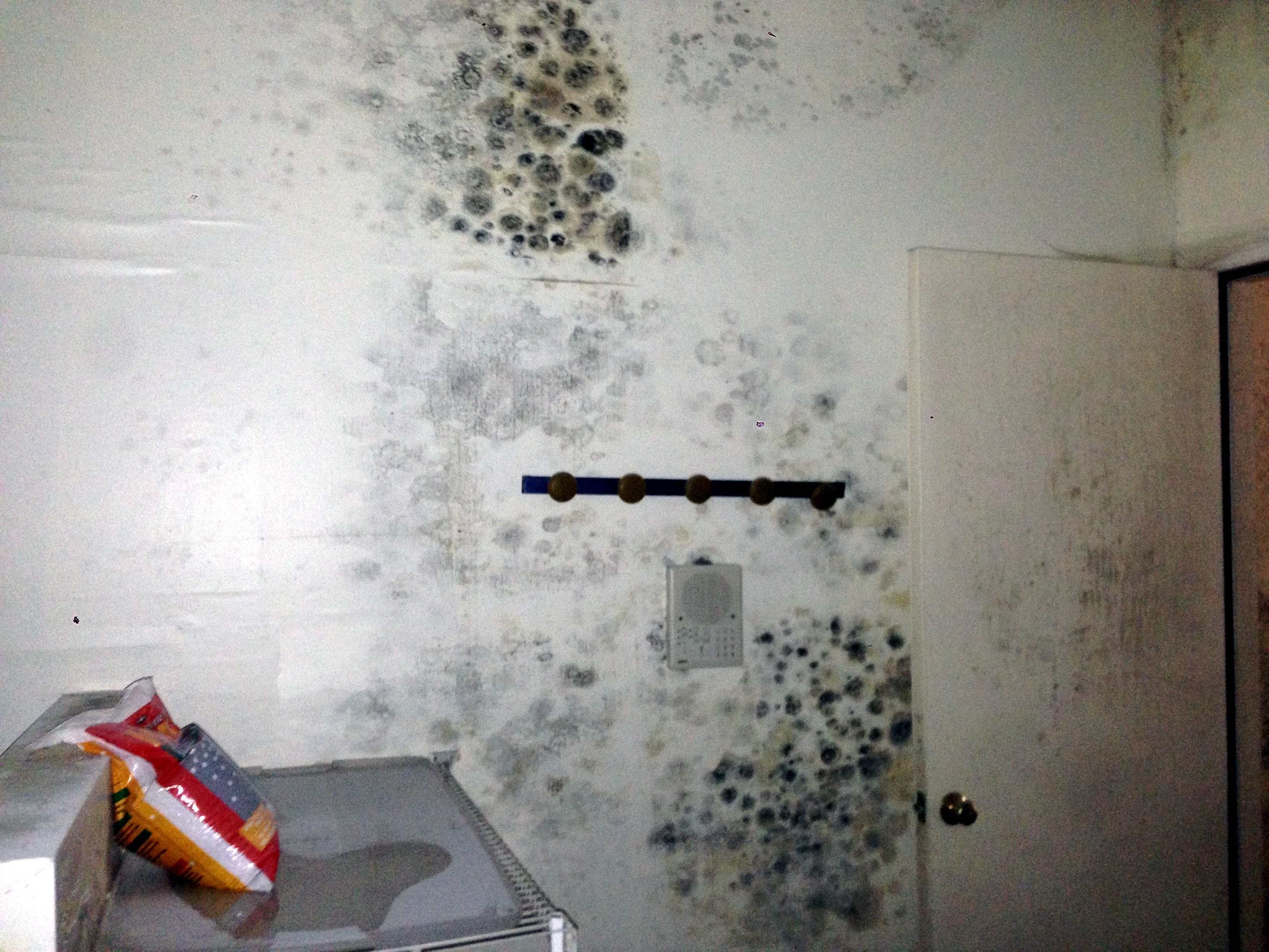 Common Types of Mold