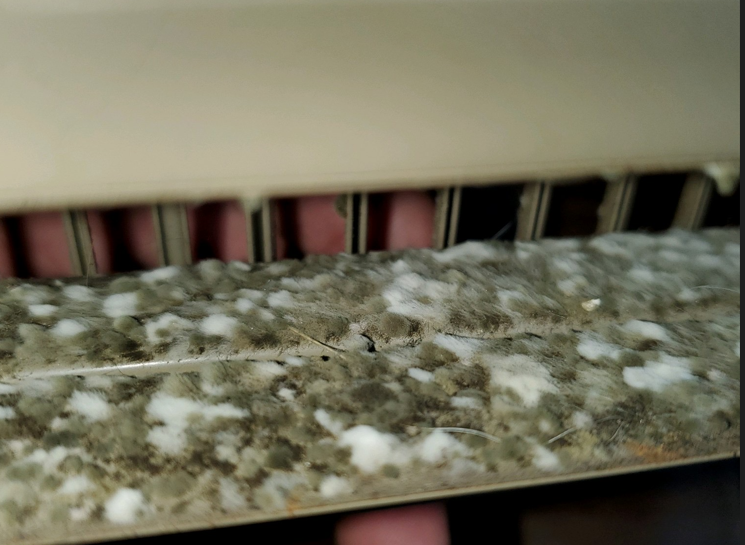 What is included in a mold inspection report?